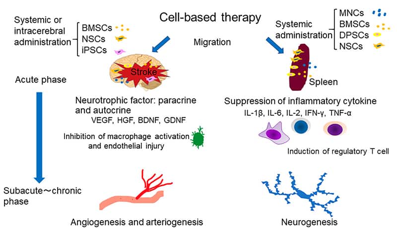 Human Bone Marrow-derived Mononuclear Cells and Their Applications ...