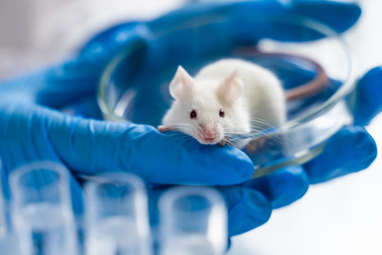 A Brief Overview of Animal Primary Cells - PharmiWeb.com