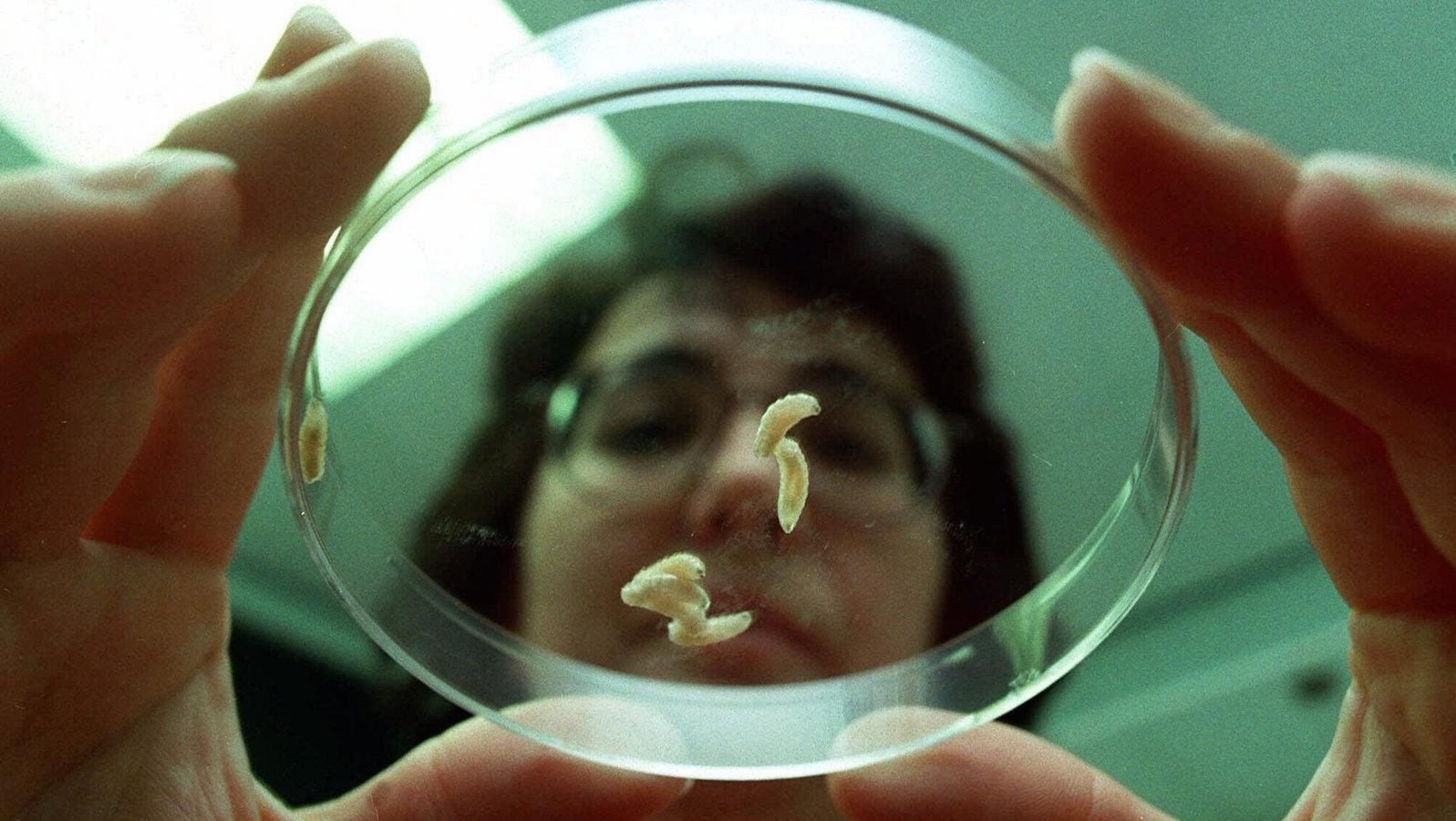 Harnessing the power of maggots: Cambridge biologics company SolasCure ...