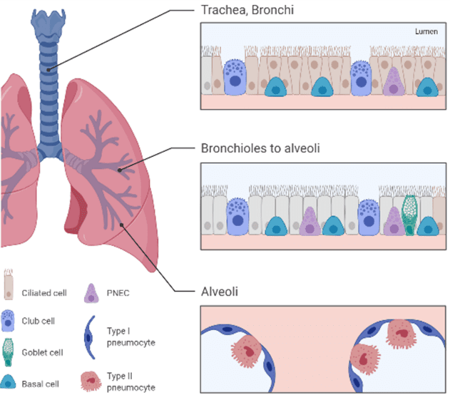 Respiratory System Primary Cells - PharmiWeb.com