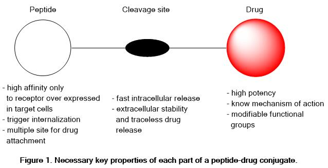 Creative Peptides Released One-Stop Solution for All Peptide Drug ...