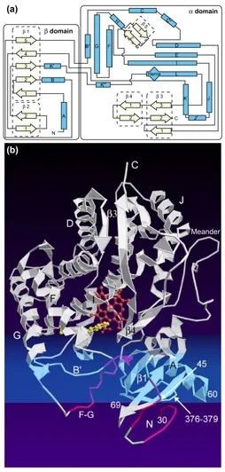 Cytochrome P450: A Vital Biosynthetic Enzymes for Drug Metabolism ...