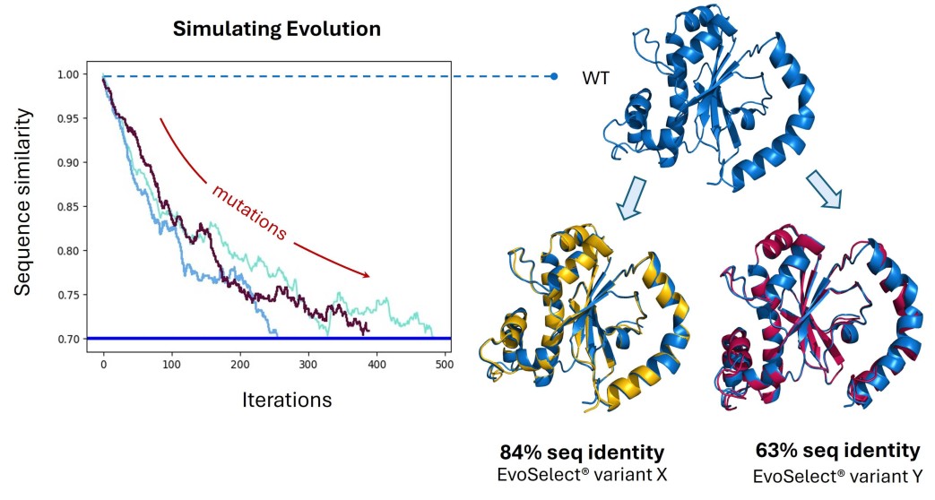 Unlocking Protein Potential: EvoSelect® and Directed Evolution ...