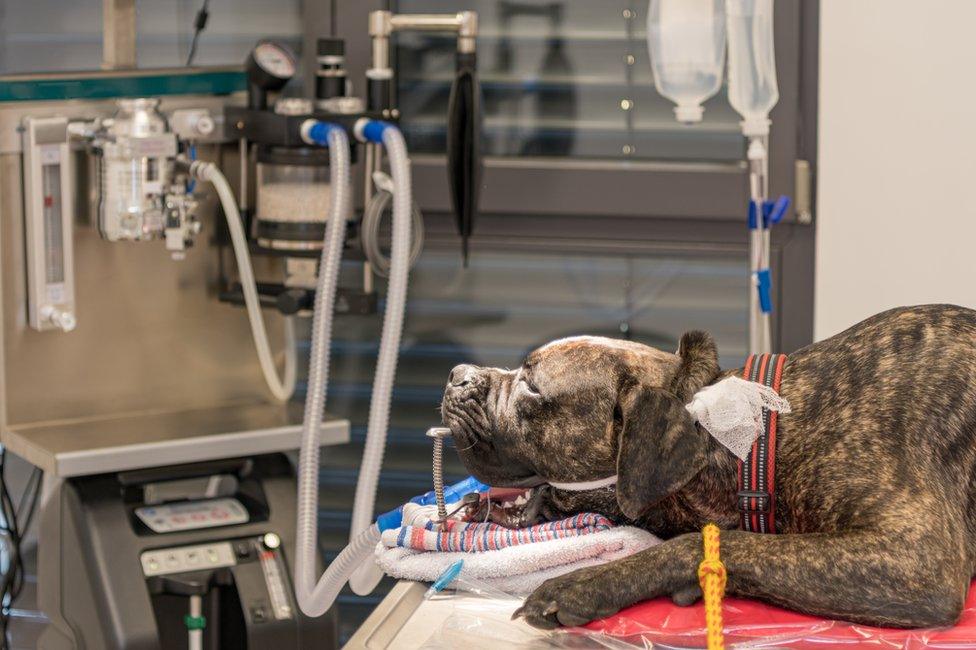 Veterinary Ventilators Market to Surpass US$ 1.3 Bn by 2035 Amid Rising ...